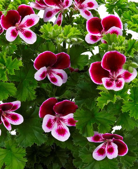 Pelargonium Grandeur Odorata Perfume Hayloft