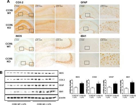 Ccr5 Deficiency Accelerates Lipopolysaccharide Induced Astrogliosis Amyloid Beta Deposit And