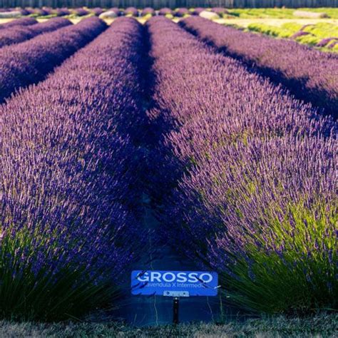Bring Home Grosso Lavender Plants For A Fragrant Garden Glow