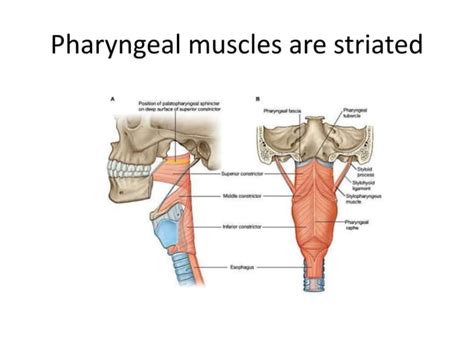 Physiology Of Git Mastication And Deglutition Reflexpptx