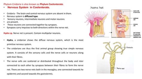 Primitivediffused And Advance Nervous System In Non Chordatapptx
