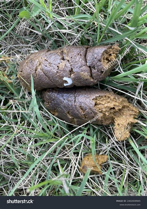 Tapeworm In Dogs Poop