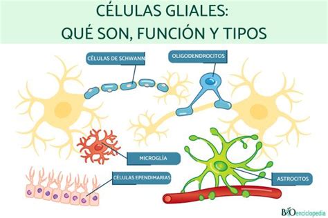 Celulas Ependimarias