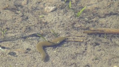 What Is The Purpose Of Leeches In Nature At Geoffrey Ellis Blog