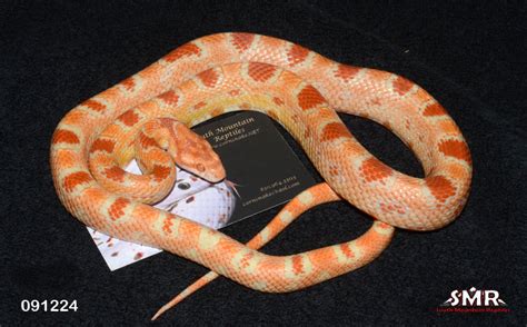 Extreme Reverse Okeetee 32 Male South Mountain Reptiles