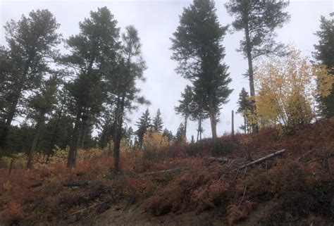 Contrast Between Deciduous And Evergreen Trees On A Ridge Stock Image