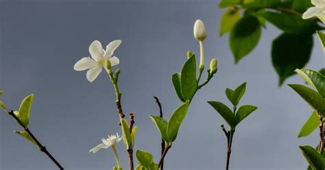 Review Samsung Galaxy S Ultra Photography Performance