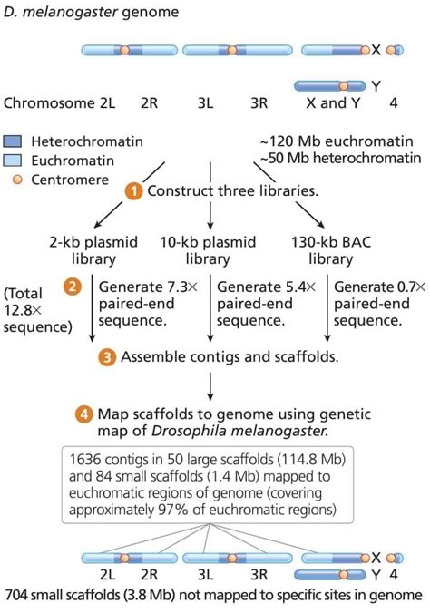 Hanaa Fayed On Linkedin Whole Genome Shotgun Sequencing Of The Drosophila Melanogaster Genome ‼