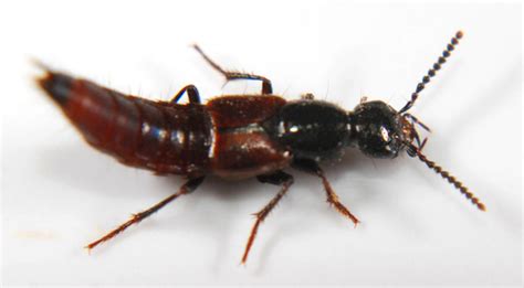 Subtribe Philonthina · Inaturalist