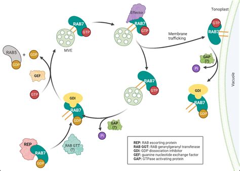 Frontiers Rab7 Gtpases As Coordinators Of Plant Endomembrane Traffic