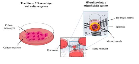 Microfluidics For 3d Cell And Tissue Cultures Microfabricative And Ethical Aspects Updates