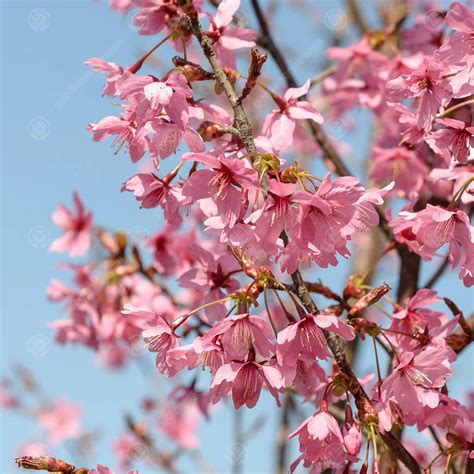 Cherry Tree Pruning Guide Gardeners Dream
