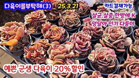 다육이를부탁해 3 예쁜 군생 다육이 5000 ~ 20할인 넘 착하네요 제스타 둥근잎비취후리데 크레용 Youtube