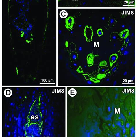 Arabinogalactan Protein Labeled With Jim13 Detection A Sections Download Scientific