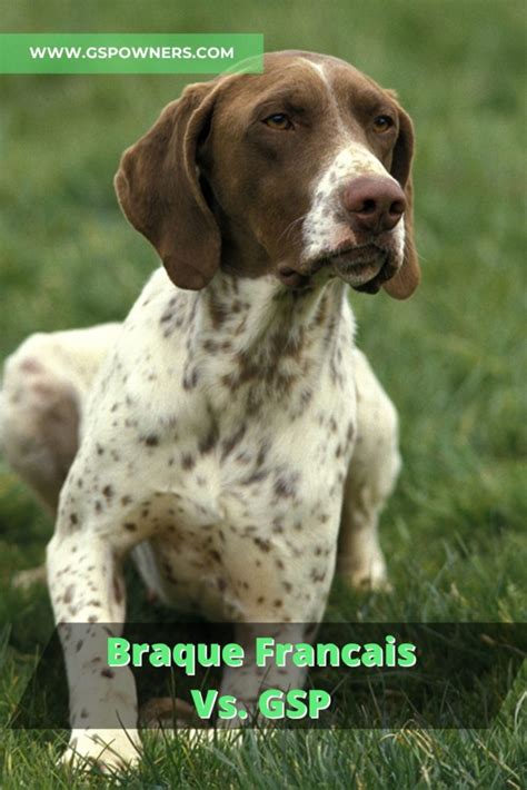 Braque Francais Vs German Shorthaired Pointer Gsp Owners