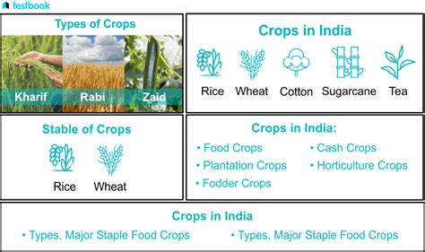 Crops In India Types Major Staple Food Crops