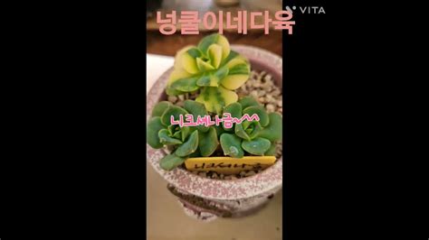 넝쿨이네다육다육사랑가을이오면다육계절가을바람~~ Youtube