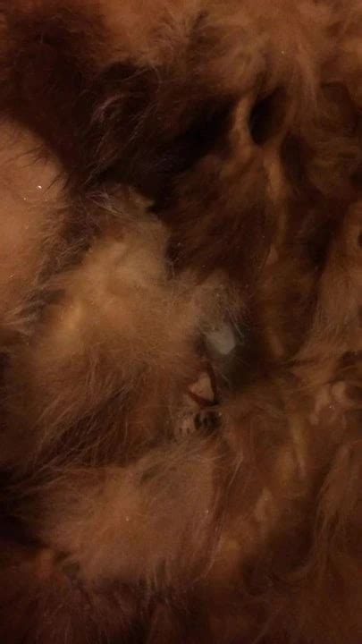 Piss On Fox Fur Vest American Gay Amateur Amateur Porn Xhamster