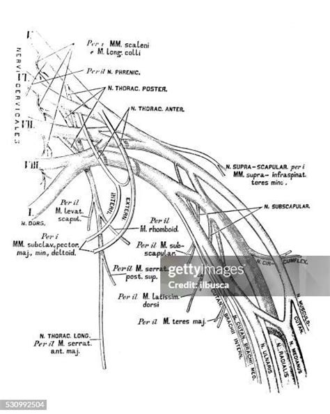 Brachial Plexus Drawing