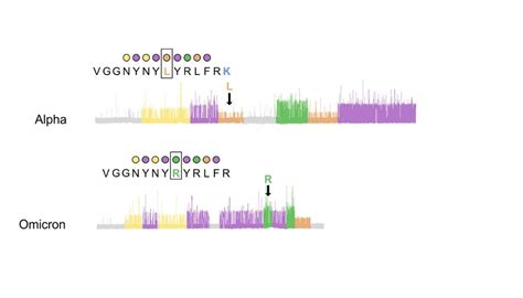 Protein Sequencing New Workflow For Top Down Protein Sequence