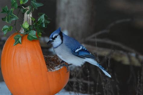 Hand Feeding Blue Jays The Complete Guide Bird Watching Pro