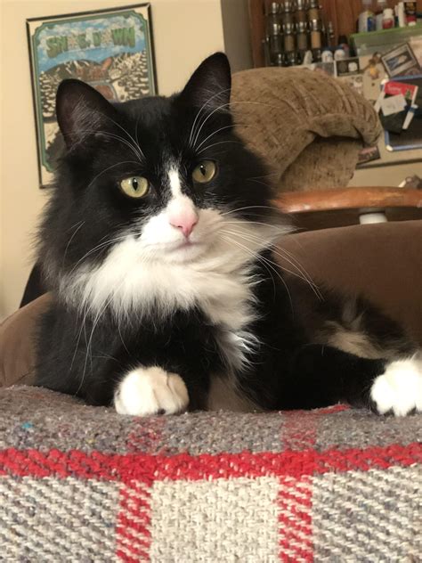 Tuxedo Ragdoll Cat