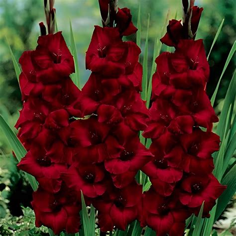 Votaniki Espresso Gladiolus Bulbs Attracts Pollinators