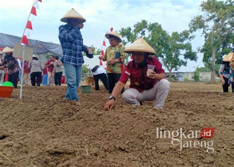 Punya Nilai Ekonomis, Lapas Terbuka Kendal Latih Warga Binaan Budi Daya Koro Pedang