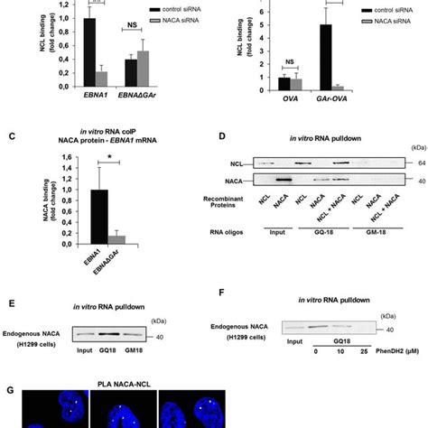 A Proximity Ligation Assay Pla White Arrows Shows Interactions In Download Scientific