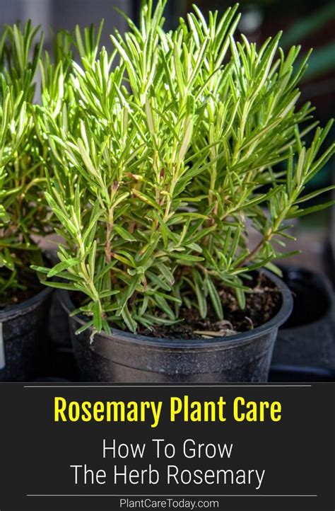 Rosemary Plant How To Care For The Herb Rosemary Rosemary Plant