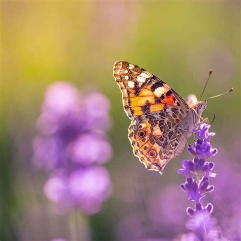 Download Explore The Beauty Of Nature In The Butterfly Garden