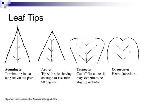 Leaf Tip Types Science Of Leaves Anatomy Arrangement And Adaptations