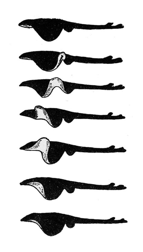 Bird Animation Frames Stingray Anatomy Evolution Of Whale Tails