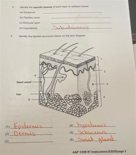 solved 4 identify the specific tissues of each layer or