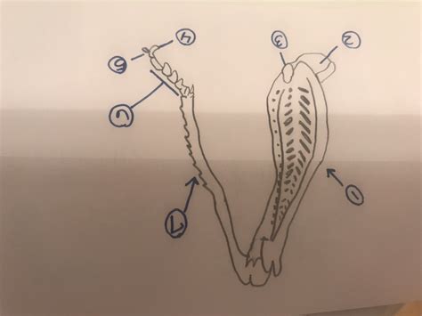 Grasshopper Leg Diagram Quizlet