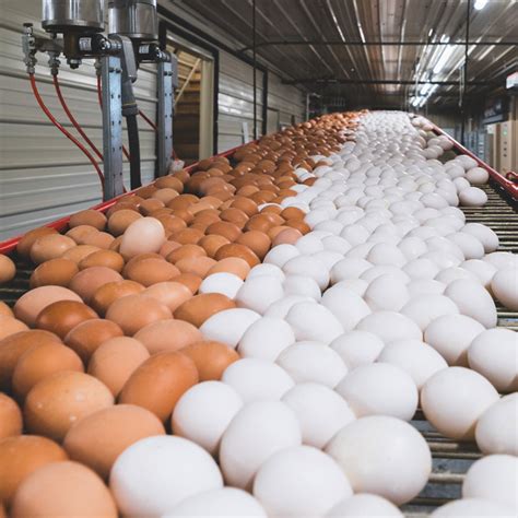 Eggsight® Vision Detection System Prism Controls