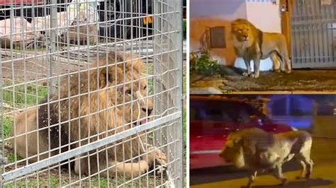 Escaped Lion Seen Roaming The Streets Of Italy