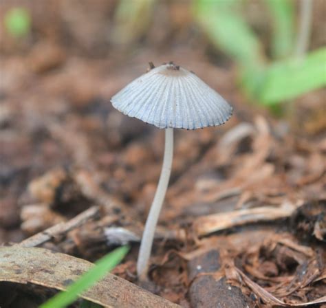 Foto Jamur Putih Kecil Duduk Di Tanah Gambar Abu Abu Gratis Di Unsplash