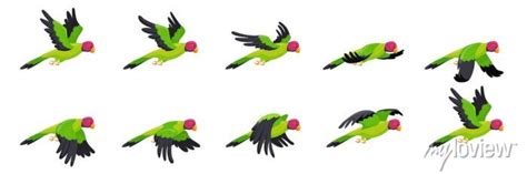 Parrot Animation Animated Parrots Flight Flying Bird Loop Sequence