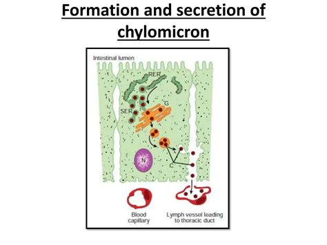 Lipoprotein Metabolism Pptx HDL METABOLISM LDL METABOLIS VLDL METABOLIS CHYLOMICRON