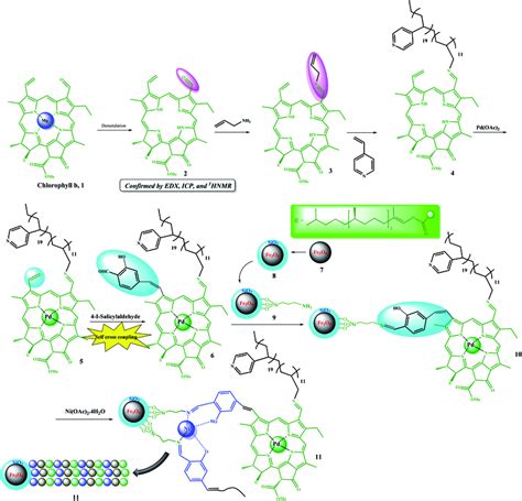 Step By Step Schematic Showing The Preparation Of The Download Scientific Diagram