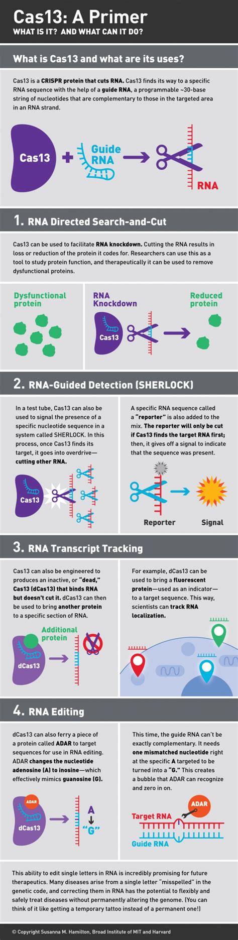 Cas13 A Primer Broad Institute