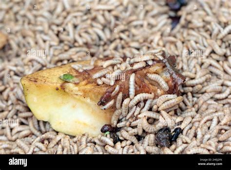 Hermetia Illucens The Black Soldier Fly Larvae Eats An Apple Fruit
