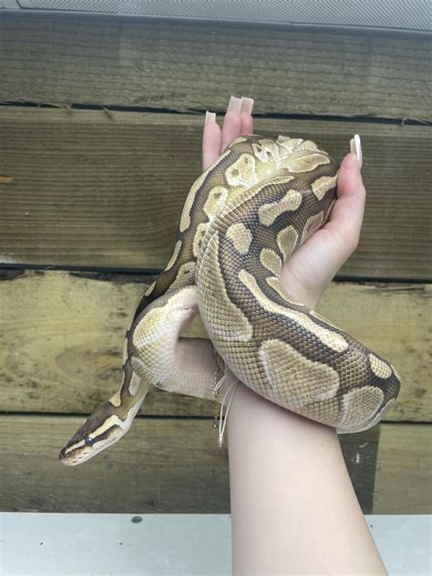 Beautiful Female Royal Python For Sale