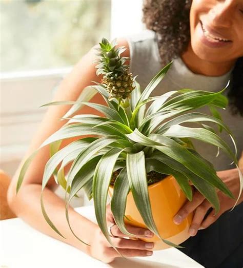 How To Grow A Pineapple Plant From A Pineapple Top