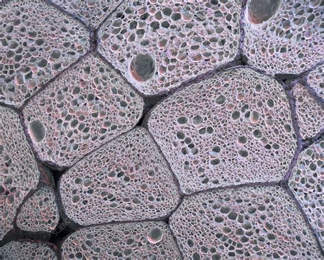 Metal Foam Sem Stock Image C002 5789 Science Photo Library