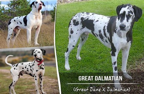 Dalmatian X Great Dane