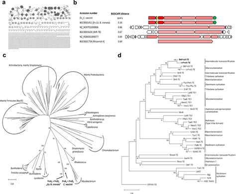 Bioinformatic Analyses Of The Frs Bgc And Selected Domains A Big Scape