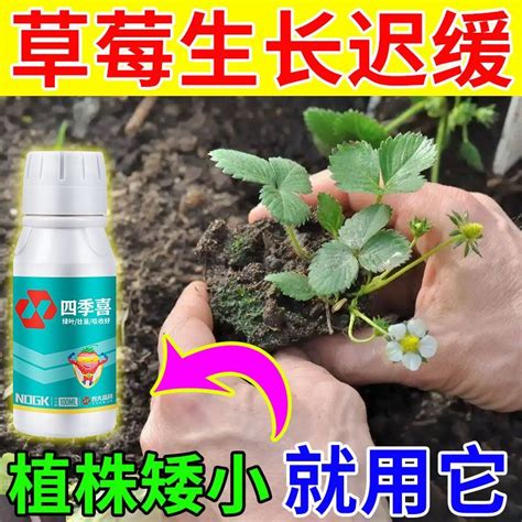 草莓膨化剂 草莓苗 大山谷图库
