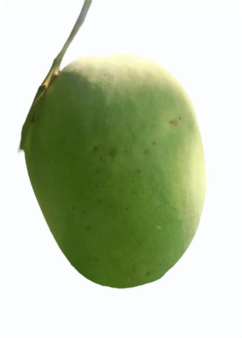 A Grade Langra Mango At ₹ 40 Kg Langra Mango In Palghar Id 2856427335955